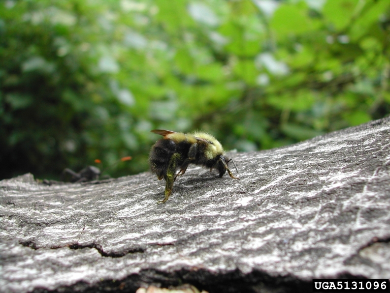 bumble bees, honey bees, stingless bees (Family Apidae)