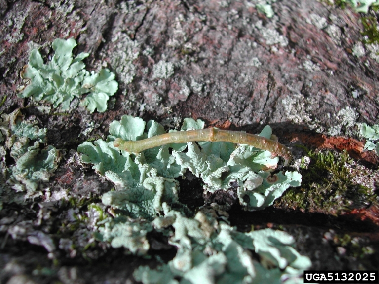 Geometrid moths, spanworms, loopers, inchworms (Family Geometridae)