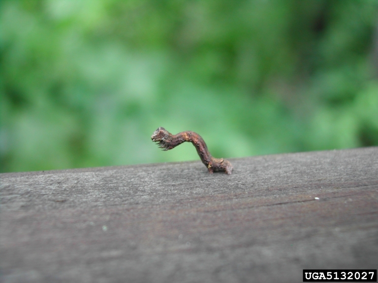 Geometrid moths, spanworms, loopers, inchworms (Family Geometridae)