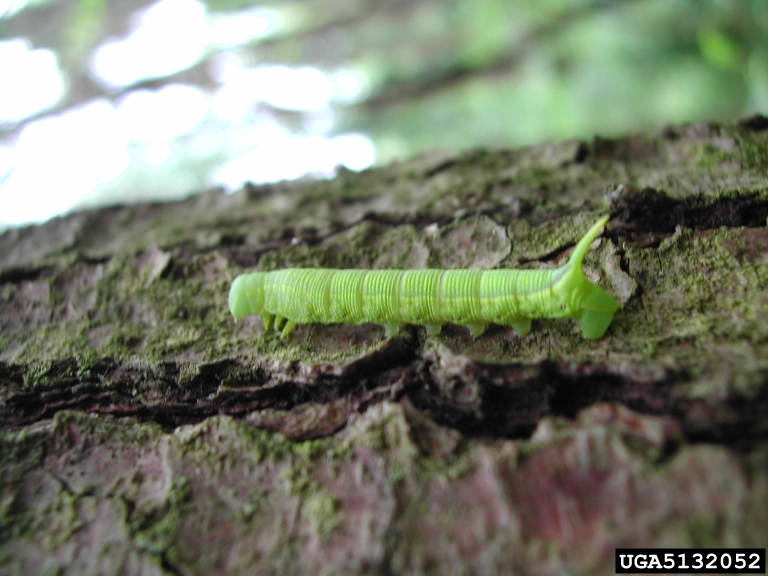 lettered sphinx moth (Deidamia inscriptum (Harris))