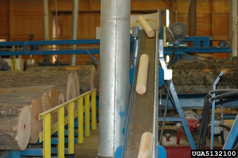 ash (Genus Fraxinus L.)