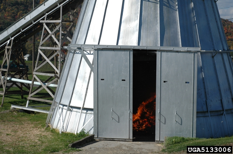 ash (Genus Fraxinus)