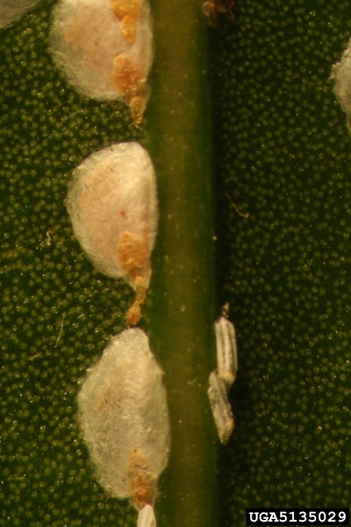 cycad aulacaspis scale (Aulacaspis yasumatsui)