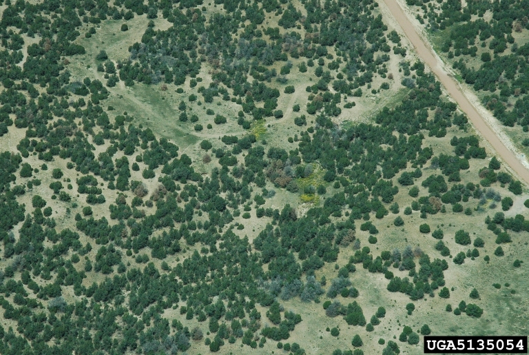 pinyon ips (Ips confusus)