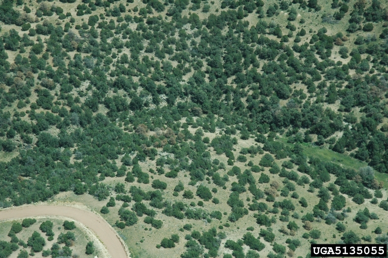 pinyon ips (Ips confusus (LeConte, 1876))