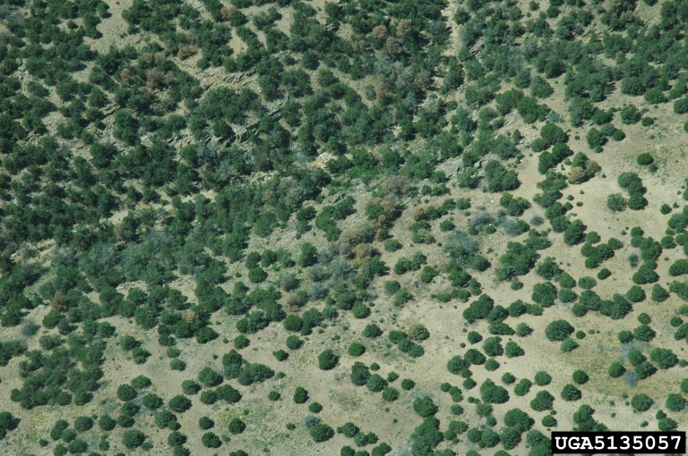 pinyon ips (Ips confusus)