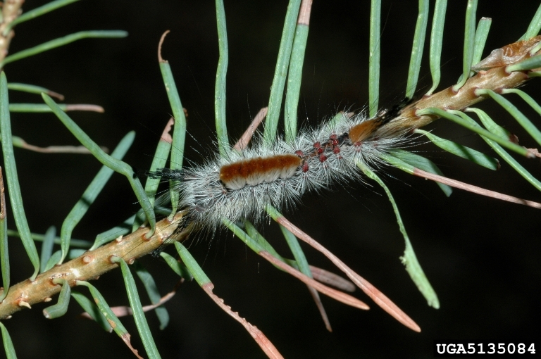Douglas-fir tussock moth (Orgyia pseudotsugata (McDunnough))