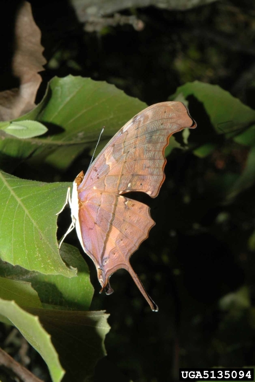 Leafwing butterflies (Genus Anaea Hubner 1819)