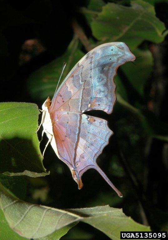 Leafwing butterflies (Genus Anaea)