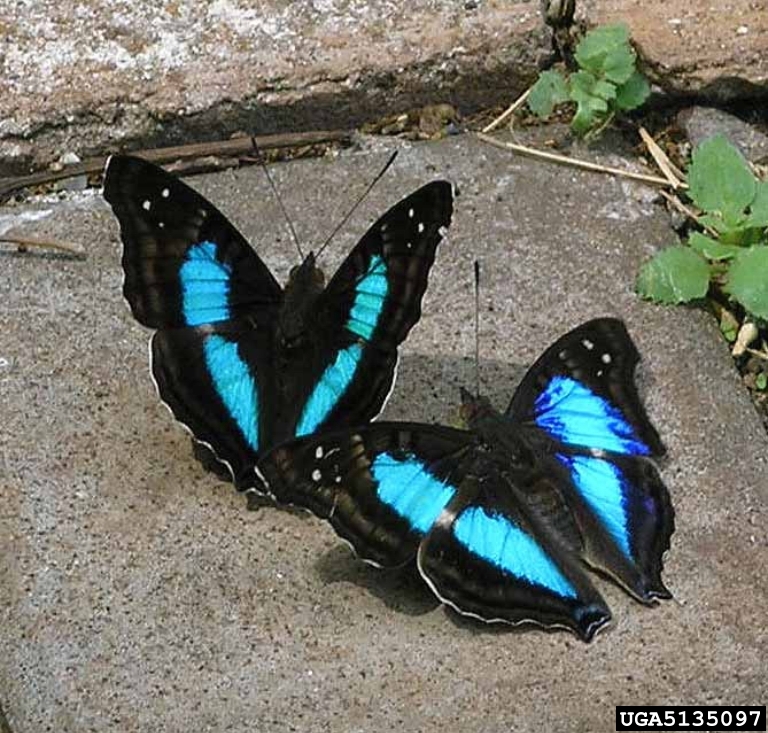 morpho butterflies (Genus Morpho Linnaeus)
