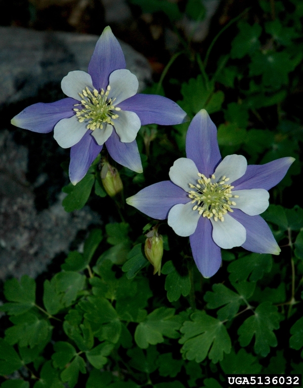 columbine (Genus Aquilegia)
