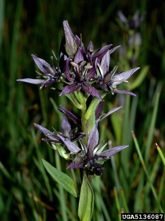 felwort (Swertia perennis)