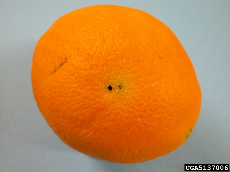 false codling moth (Thaumatotibia leucotreta (Meyrick))