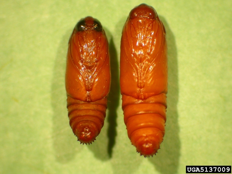 false codling moth (Thaumatotibia leucotreta (Meyrick, 1913))