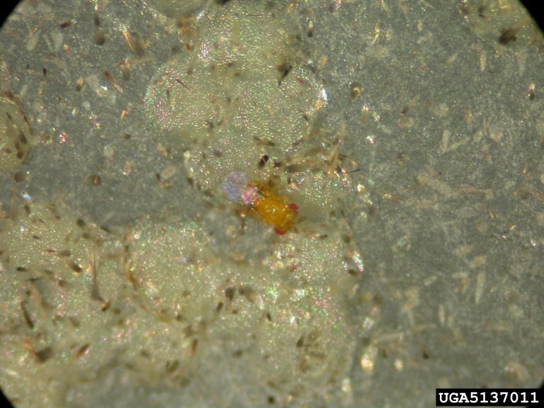 false codling moth (Thaumatotibia leucotreta)