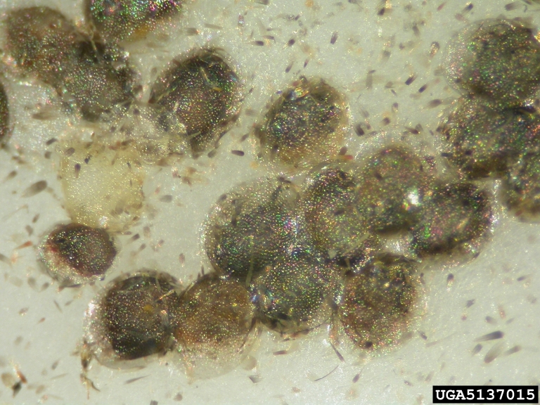 false codling moth, Thaumatotibia leucotreta (Lepidoptera: Tortricidae ...