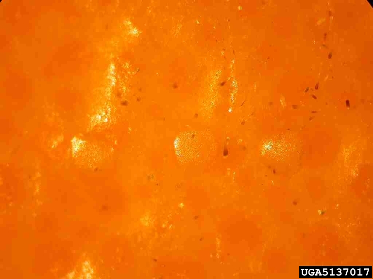 false codling moth (Thaumatotibia leucotreta)