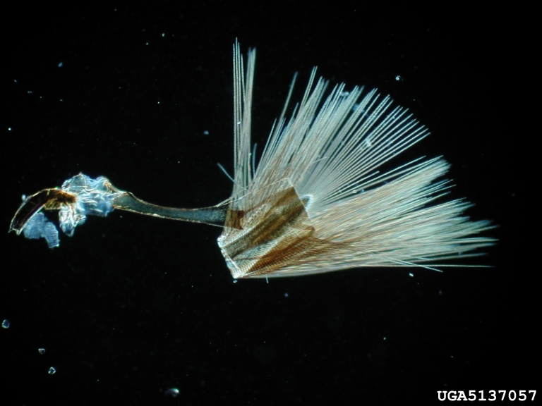 feather-winged beetle (Family Ptiliidae)