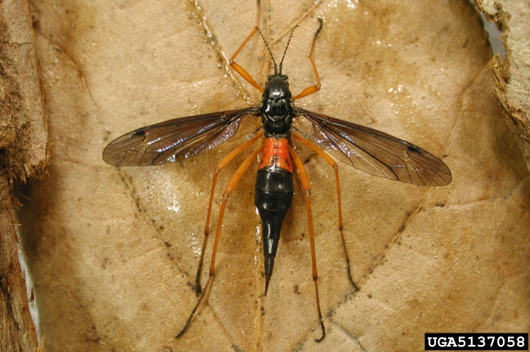 antlered crane fly (Tanyptera dorsalis (Walker, 1848))
