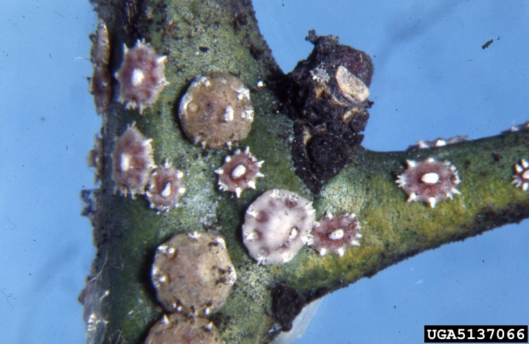 Japanese wax scale (Ceroplastes japonicus Green)