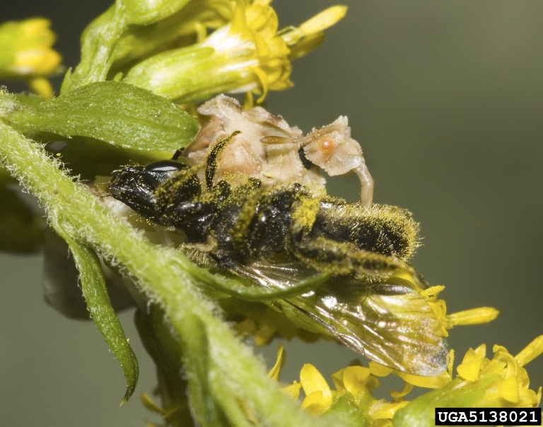 ambush bugs (Genus Phymata Latreille, 1802)