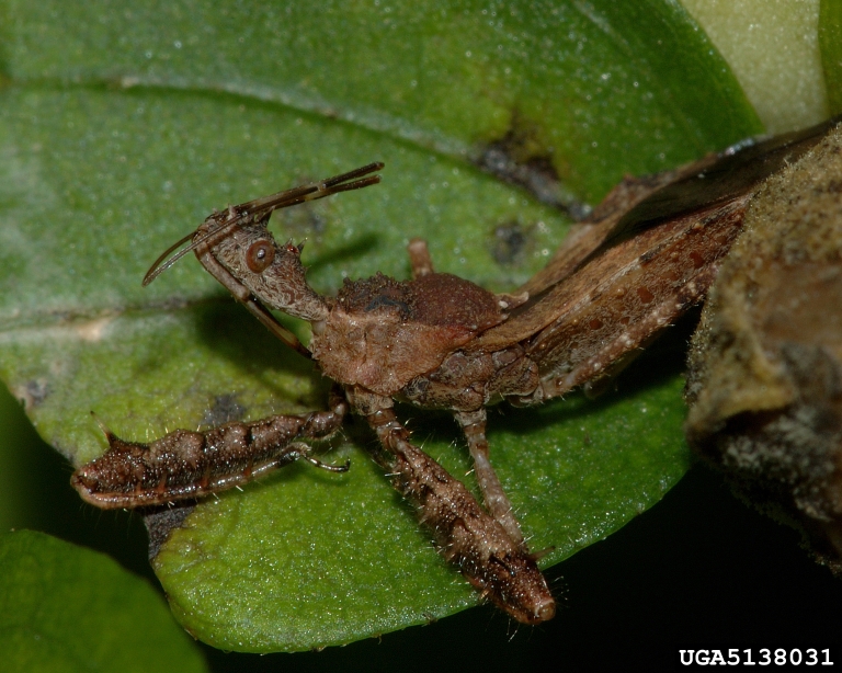 spined assassin bug (Sinea diadema (Fabricius))