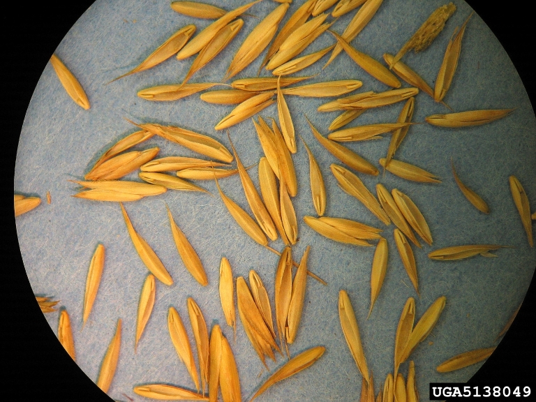 orchardgrass (Dactylis glomerata L.)