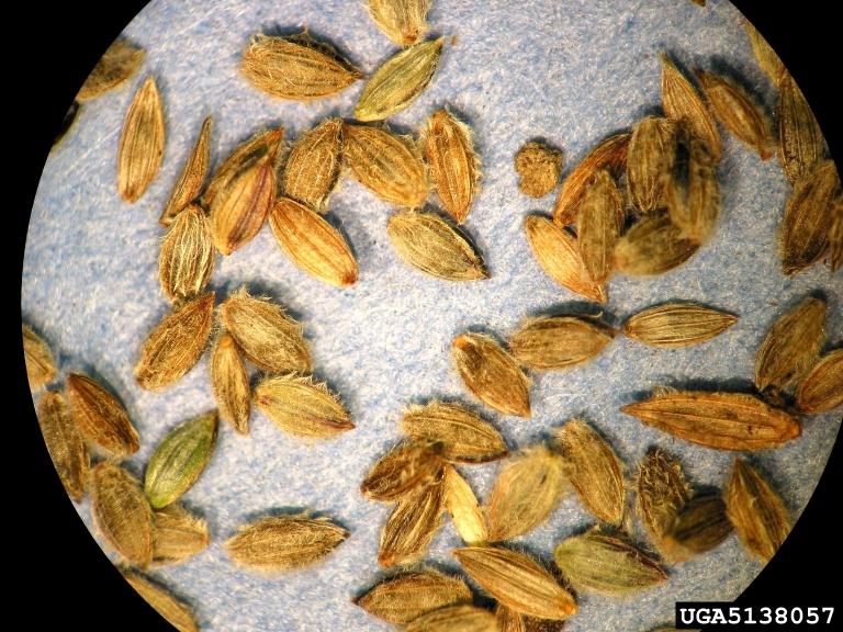 smooth crabgrass (Digitaria ischaemum (Schreb.) Schreb. ex Muhl.)