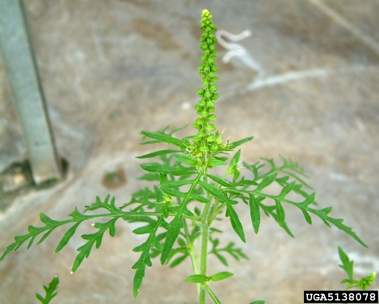 Ambrosia artemisiifolia var. elatior (Short ragweed) (Ambrosia elatior)