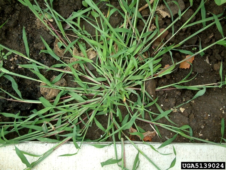 southern crabgrass, Digitaria ciliaris (Cyperales: Poaceae) - 5139024