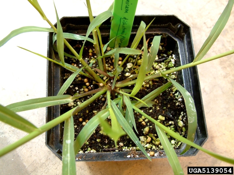 fall panicum (Panicum dichotomiflorum Michx.)