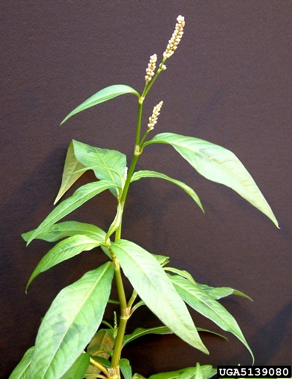knotweed (Genus Polygonum L.)