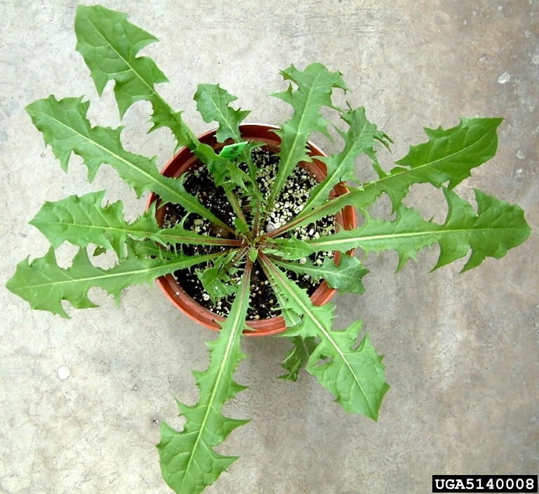 dandelion, Taraxacum officinale (Asterales: Asteraceae) - 5140008