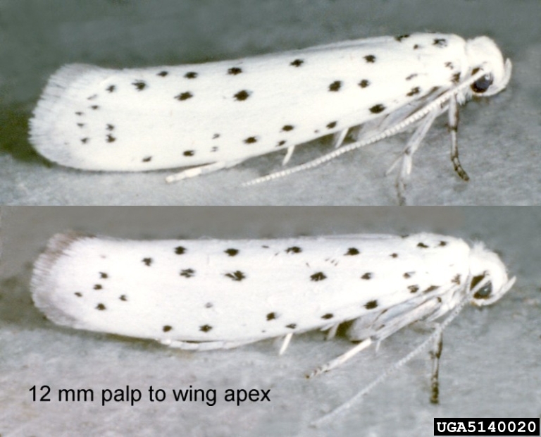 apple ermine moth (Yponomeuta malinellus Zeller)