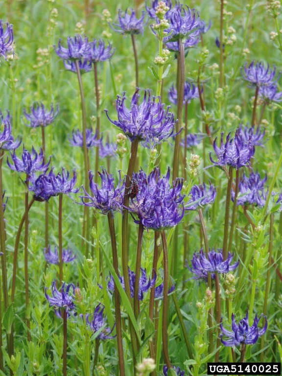 round headed rampion (Phyteuma obiculare L.)