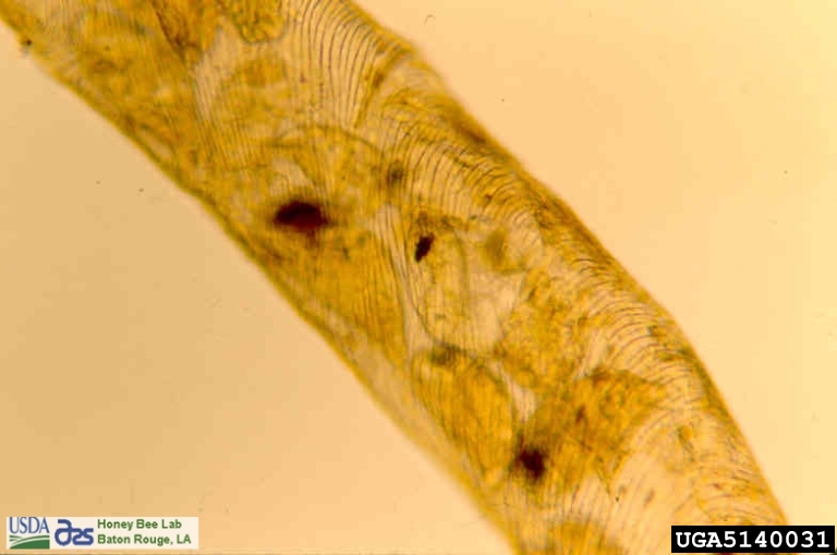 honey bee mite (Acarapis woodi (Rennie, 1921))