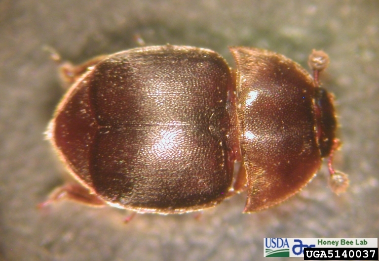 small hive beetle (Aethina tumida Murray, 1867)