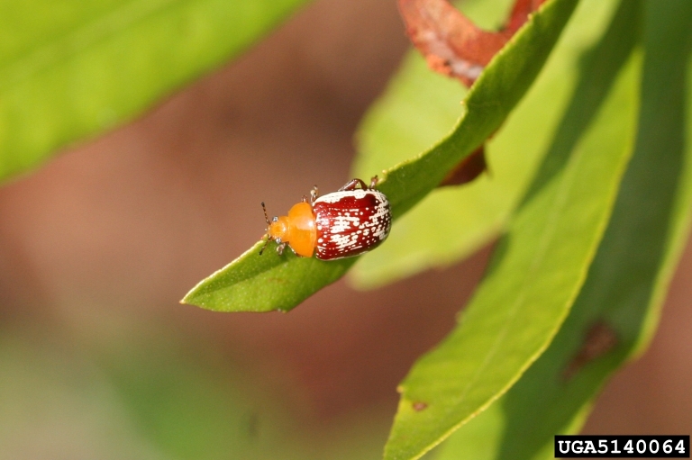 sumac flea beetle (Blepharida rhois (Forster, 1771))