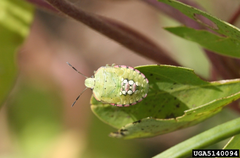southern green stink bug (Nezara viridula (Linnaeus))