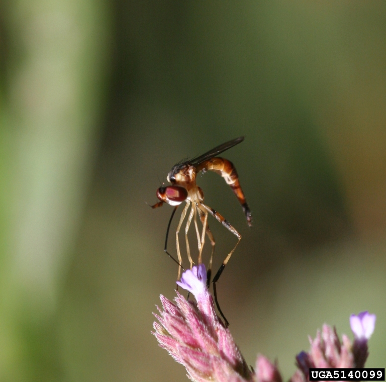 thick-headed fly (Genus Stylogaster Macquart 1835)