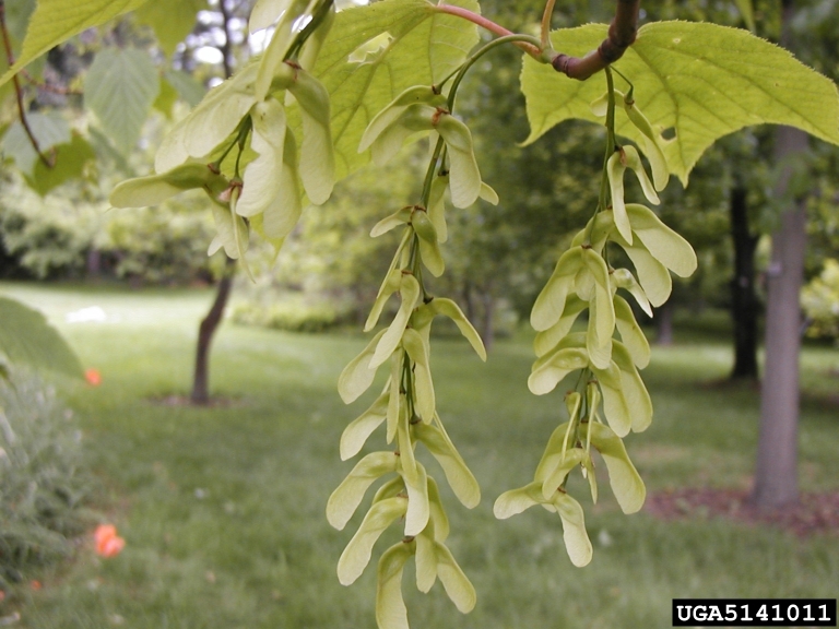 striped maple (Acer pensylvanicum)