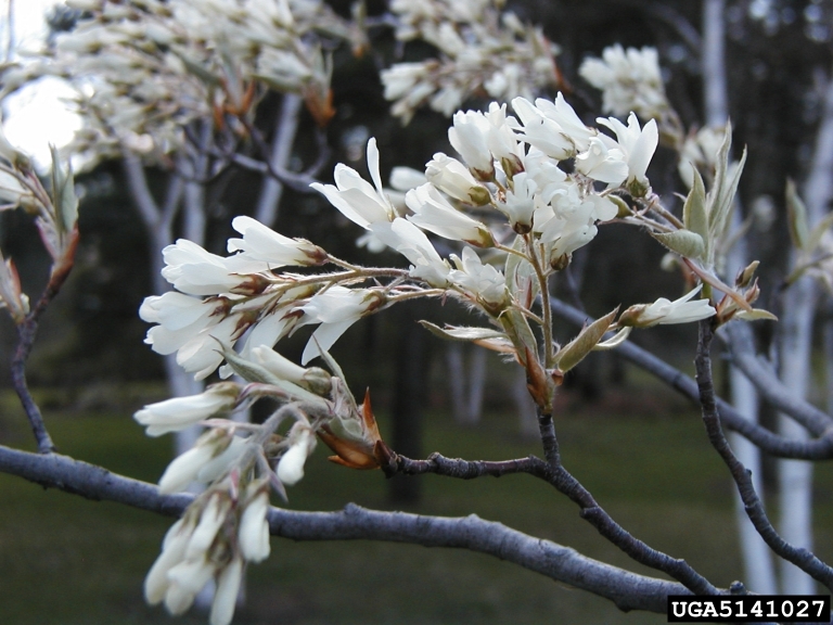 Allegheny serviceberry (Amelanchier laevis)
