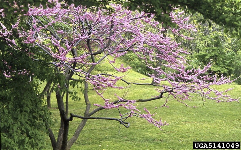 eastern redbud (Cercis canadensis)