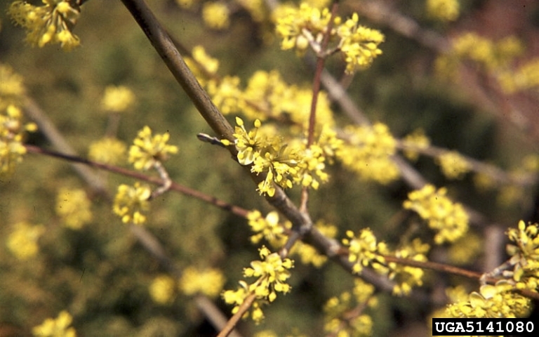 Cornelian cherry dogwood (Cornus mas L.)