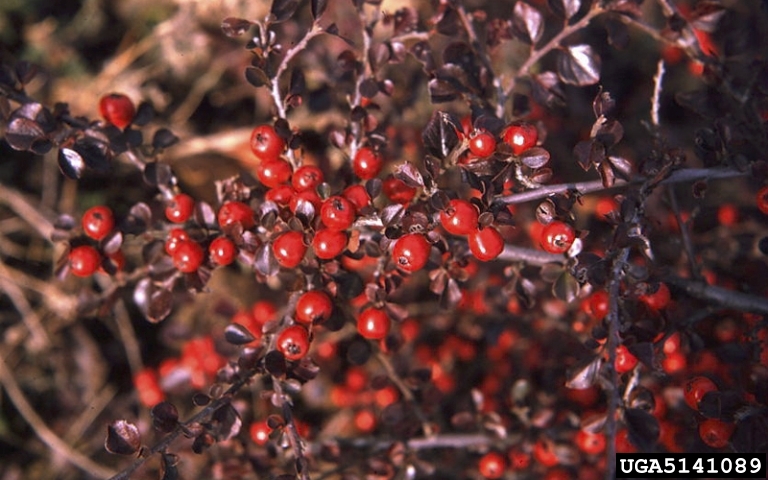 cranberry cotoneaster (Cotoneaster apiculatus Rehd. & E.H. Wilson)