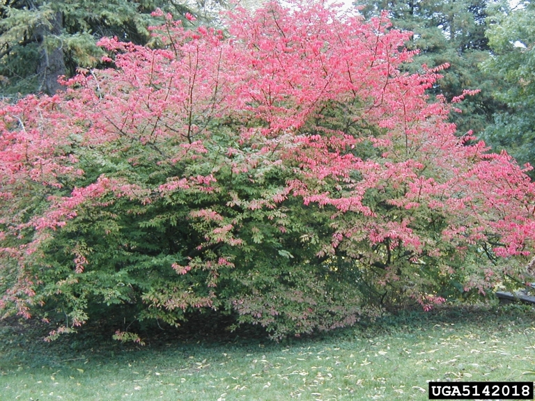 winged burning bush (Euonymus alatus (Thunb.) Sieb.)