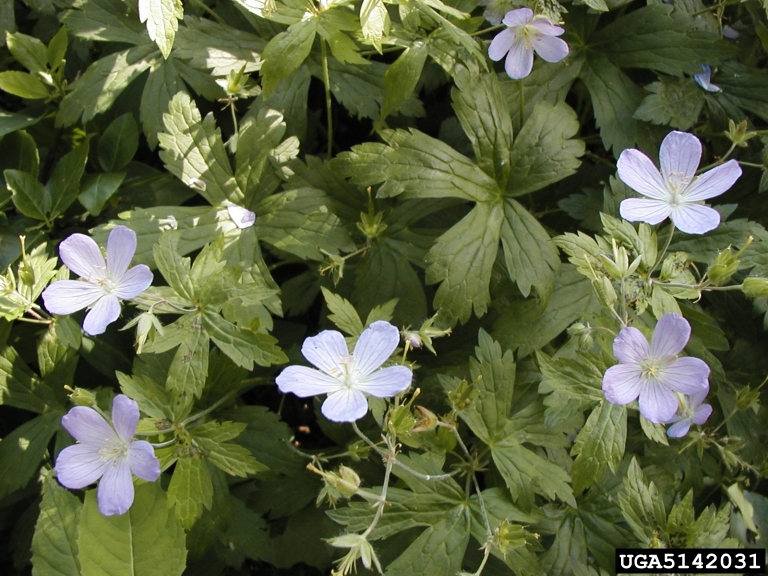 wild geranium (Geranium maculatum)