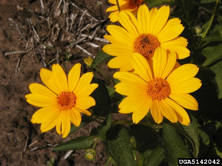 smooth oxeye (Heliopsis helianthoides var. scabra (Dunal) Fern.)