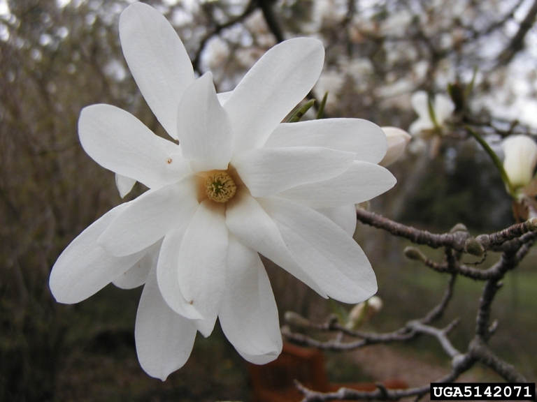 royal star magnolia (Magnolia stellata (Sieb. & Zucc.) Maxim)