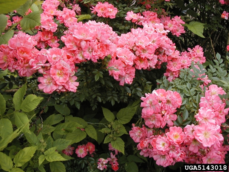 rose (Genus Rosa L.)